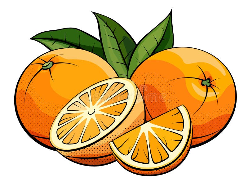 Vector Illustration of Oranges on White Stock Vector - Illustration of ...