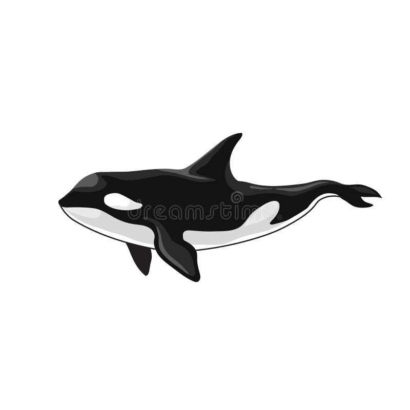 Orca killer whale vector stock vector. Illustration of orca - 261935878