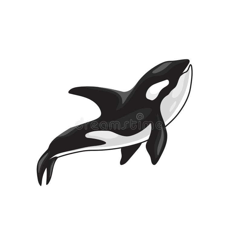 Orca killer whale vector stock vector. Illustration of black - 261935862