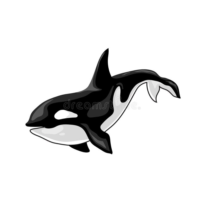 Orca killer whale vector stock vector. Illustration of orca - 261935868