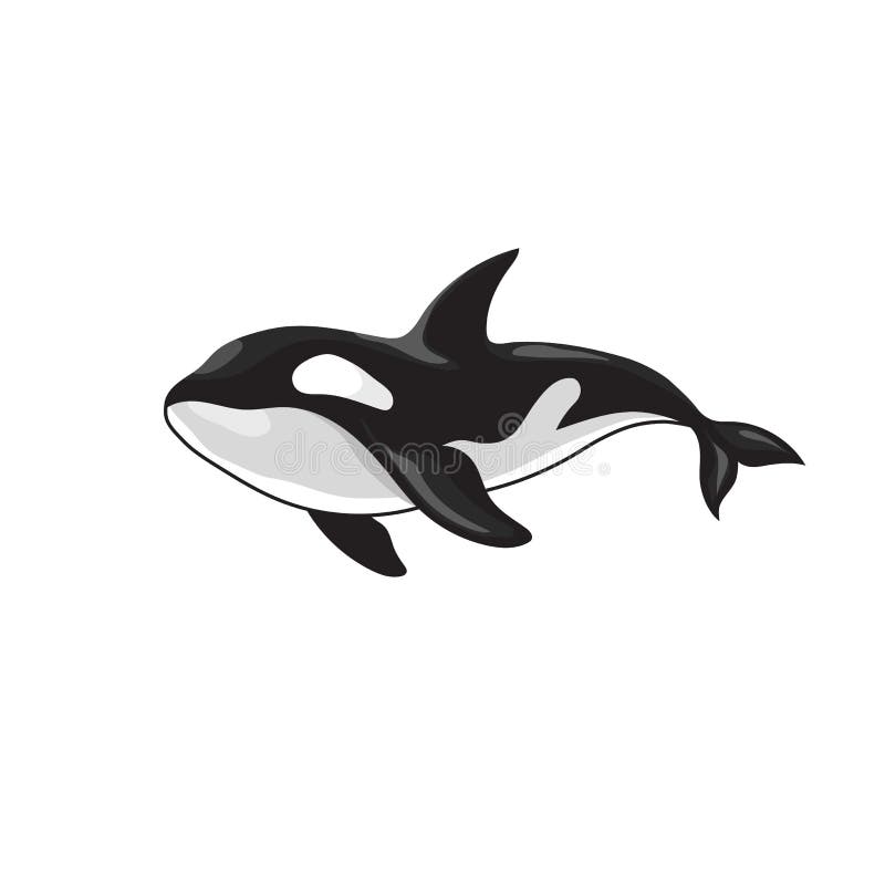 Orca killer whale vector stock vector. Illustration of mammal - 261935879