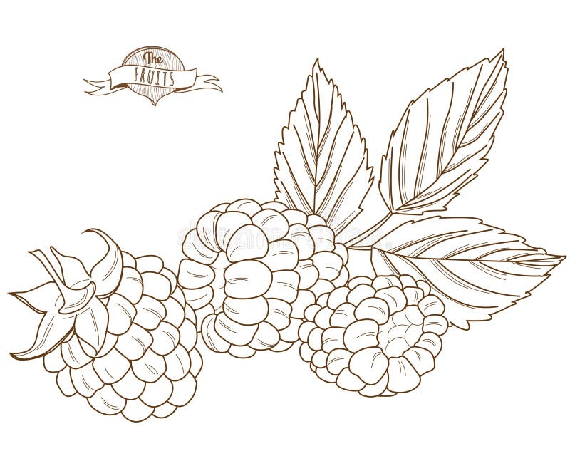 Vector Illustration Outline Hand Drawn Raspberry (flat Style, Th Stock ...