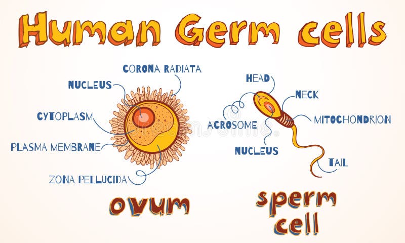 Structure Of Human Gametes : Egg And Sperm Stock Illustration ...