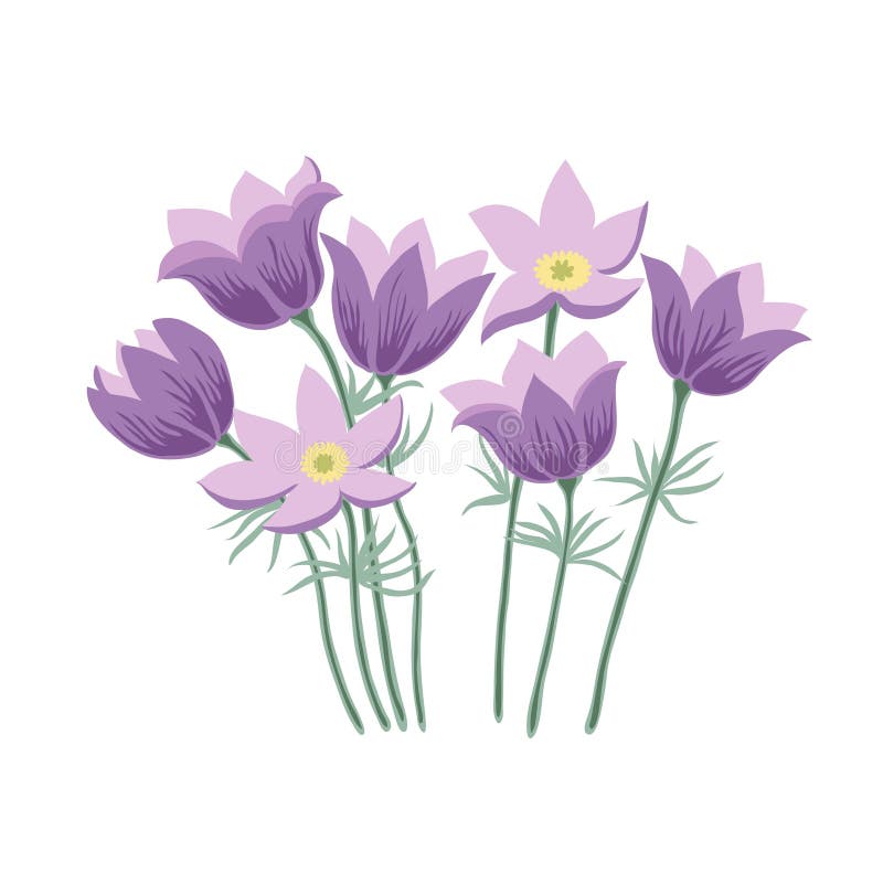 Vector Illustration with Pasque Flowers Isolated on White Background ...