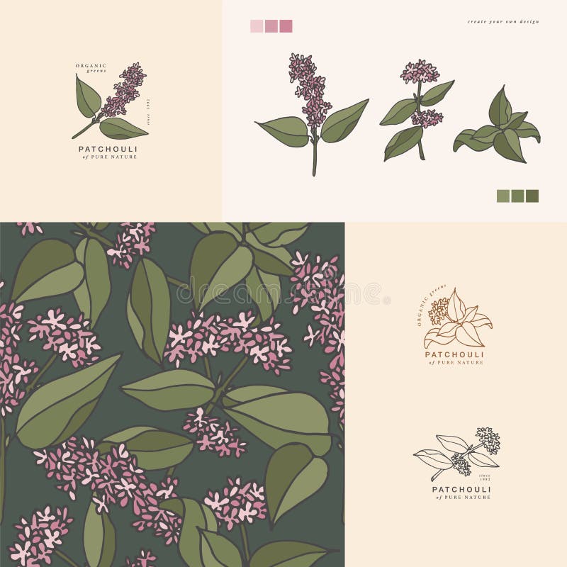 Vector Illustration Patchouli Branch - Vintage Engraved Style. Logo ...