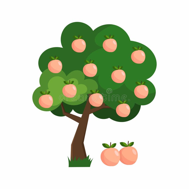 Vector Illustration of a Peach Tree in Flat Style on a White Background ...
