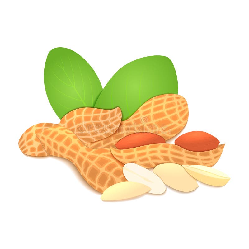 Peanut Shell Clipart
