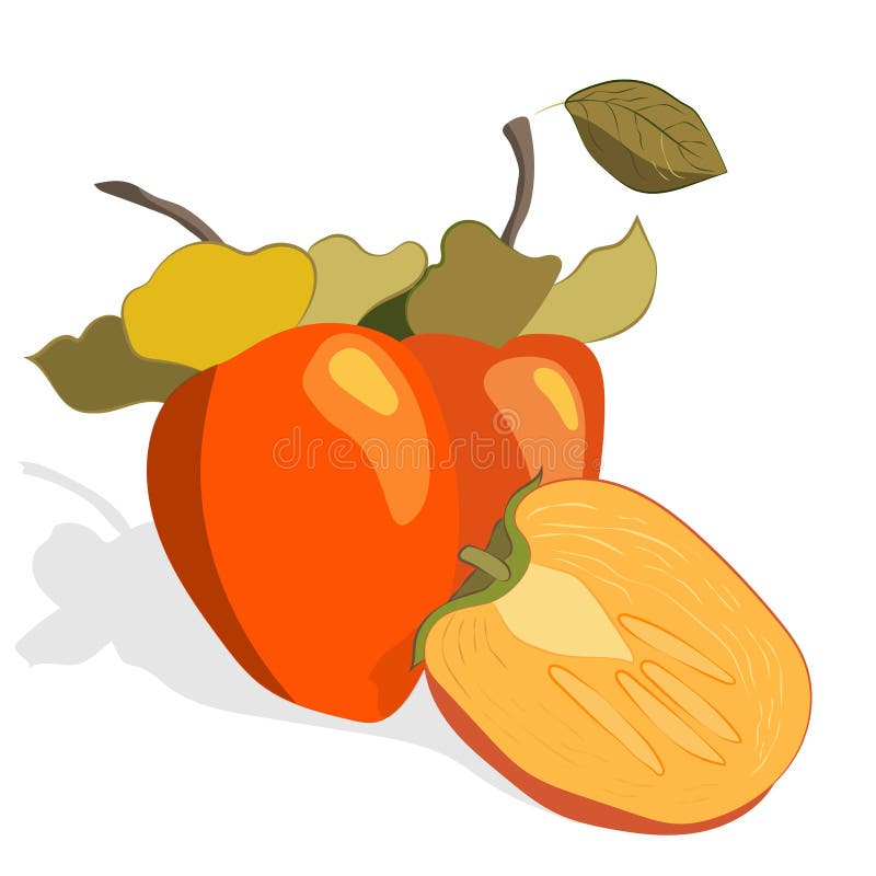 Persimmon Branch Stock Illustrations – 486 Persimmon Branch Stock ...