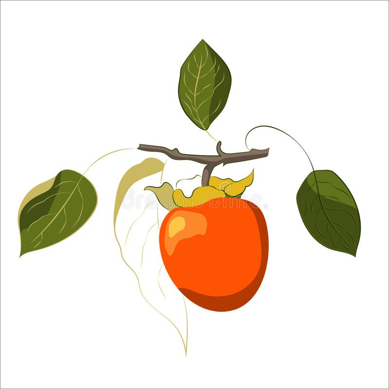 Persimmon Branch Stock Illustrations – 500 Persimmon Branch Stock ...