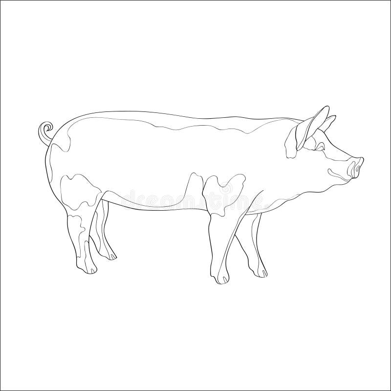 Vector Illustration. Pig, Side View. Line Stock Illustration ...