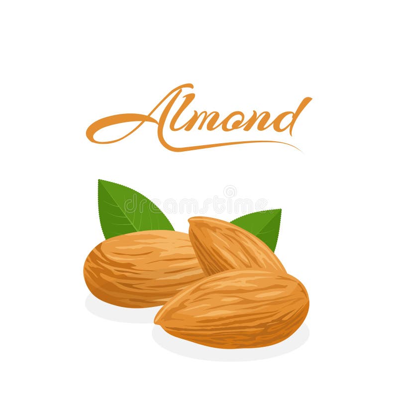 Vector Illustration, Pile of Almonds with Green Leaves Isolated on ...