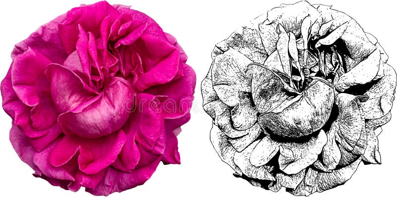 Vector Illustration of Pink Rose from My Garden Stock Vector ...