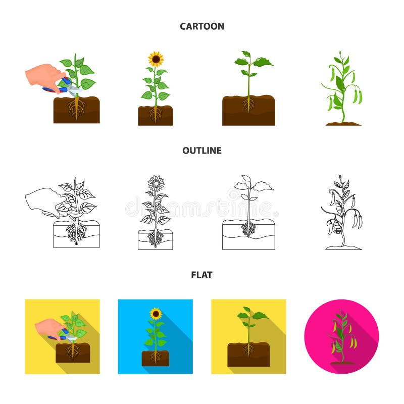 Vector Design of Plant and Bean Logo. Set of Plant and Process Stock ...