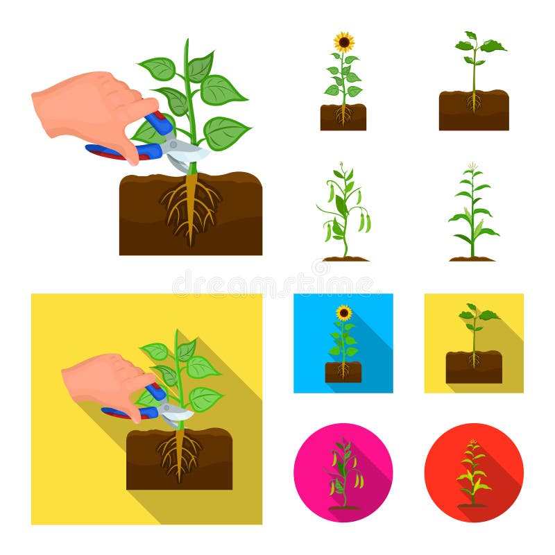 Vector Design of Plant and Bean Logo. Set of Plant and Process Stock ...