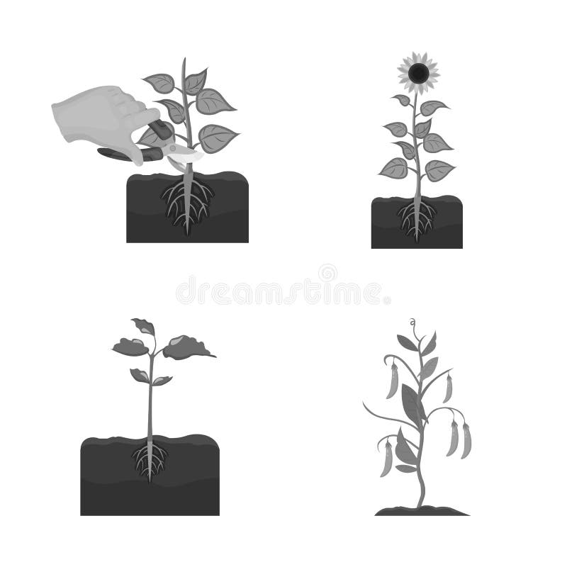Vector Design of Plant and Bean Sign. Set of Plant and Process Stock ...