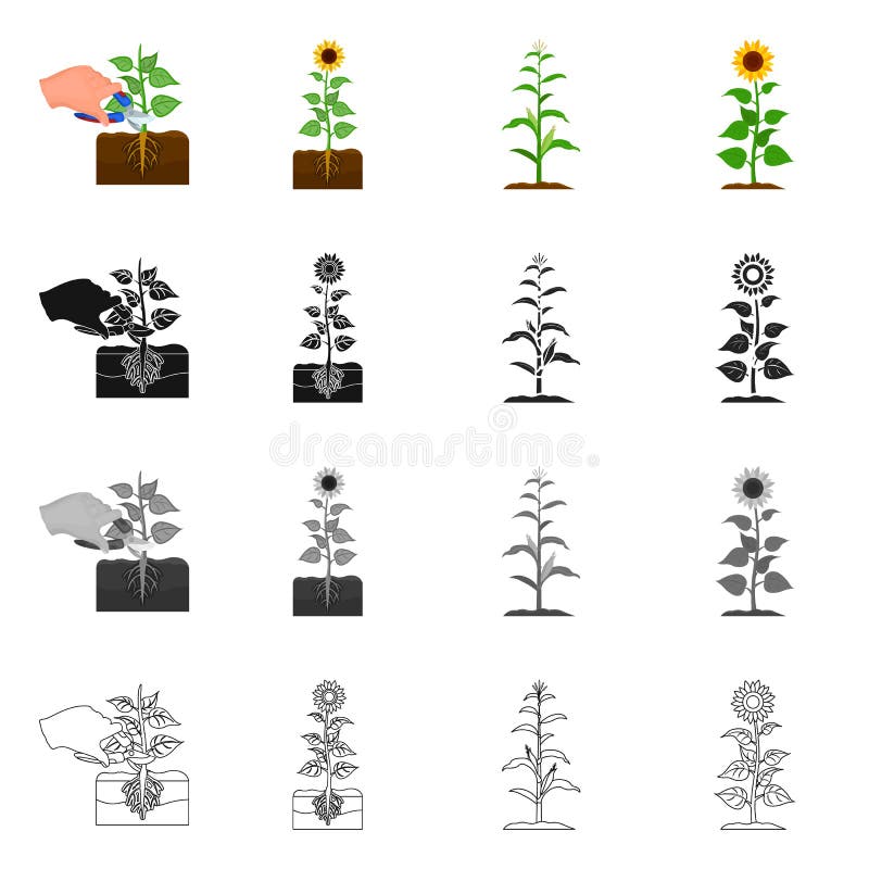 Vector Illustration of Plant and Bean Logo. Set of Plant and Process ...