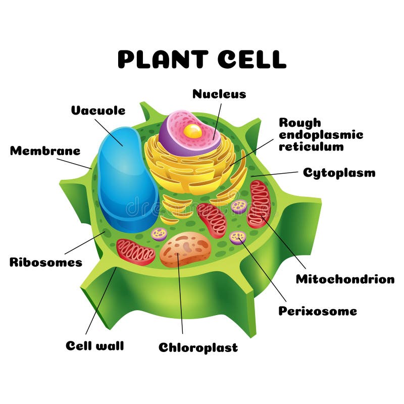 Plant Cell Anatomy Stock Illustrations – 2,392 Plant Cell Anatomy Stock ...