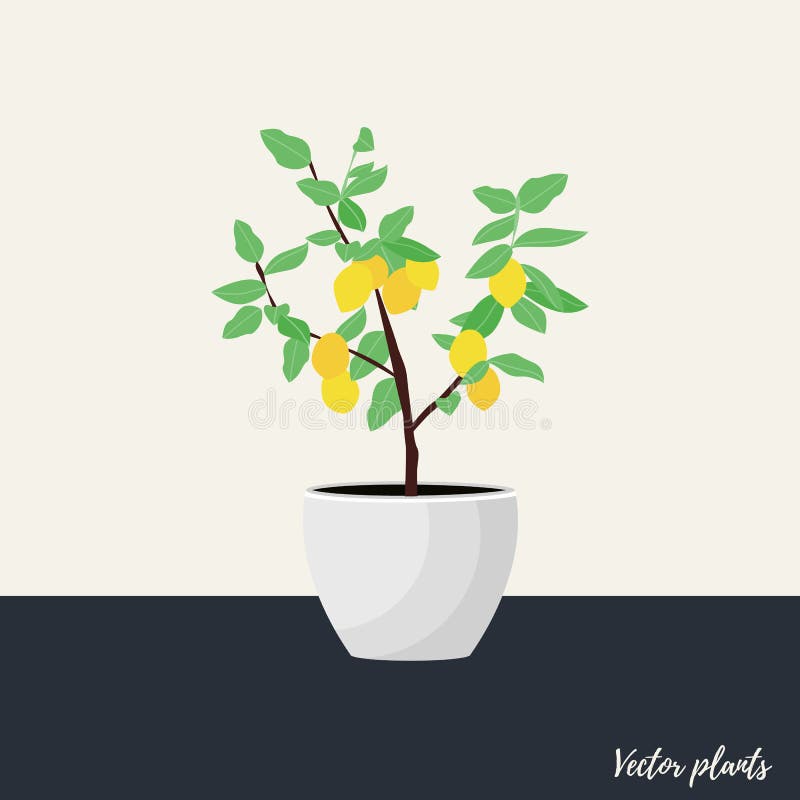 Plant in pot. Lemon tree stock vector. Illustration of botany - 150002323