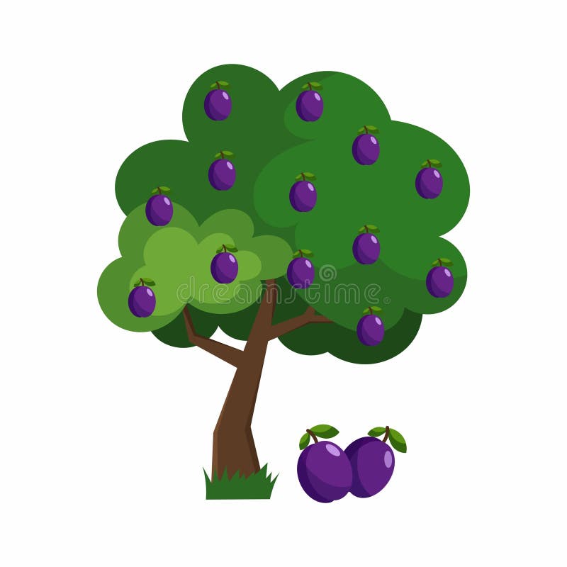 Vector Illustration of a Plum Tree in Flat Style on a White Background ...
