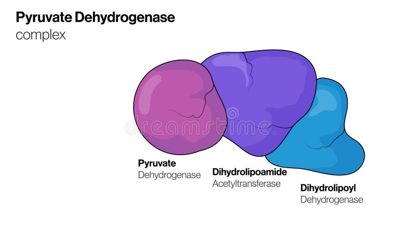 Illustration of Pyruvate Dehydrogenase Complex on White Background ...