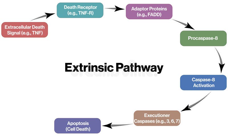 Extrinsic Pathways Stock Illustrations – 1 Extrinsic Pathways Stock ...