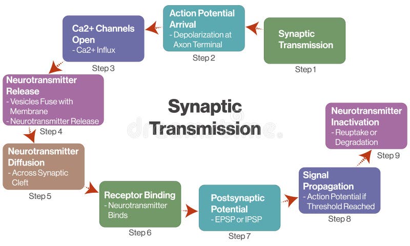 Synaptic Cleft Stock Illustrations – 211 Synaptic Cleft Stock ...