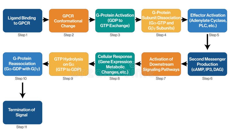 Illustrative Flowchart of G Protein Coupled Receptor Signaling ...