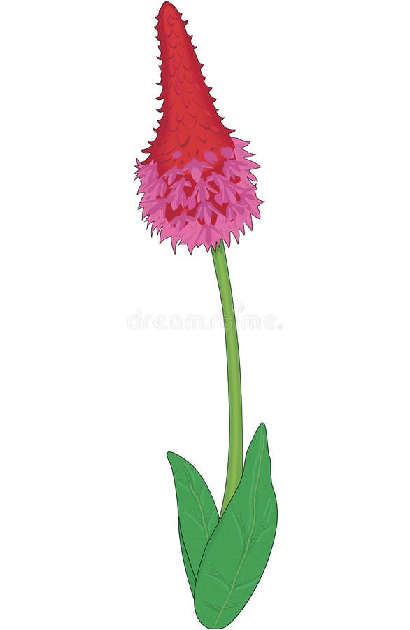 Primula Plant Stock Illustrations – 897 Primula Plant Stock ...