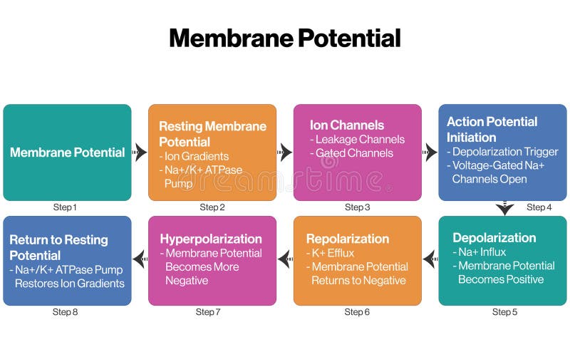 Detailed Vector Flowchart of Cellular Membrane Potential in Biology on ...