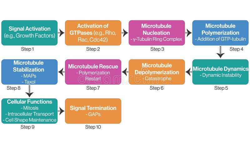 Flowchart of Microtubule Dynamics on White Background for Cellular ...