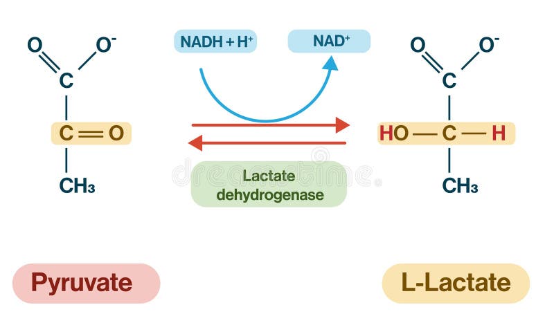 Pyruvate To Lactate
