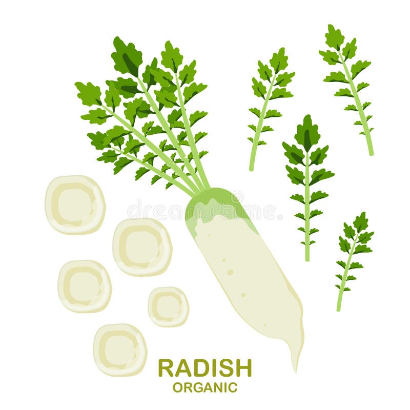 Vector Illustration of Ice Cream Cone and Empty Crispy Wafers Isolated ...