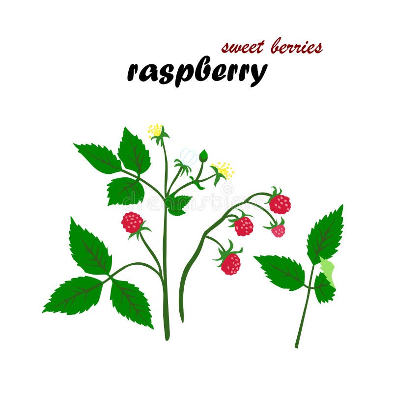 Vector Illustration of Raspberries Details Stock Illustration ...
