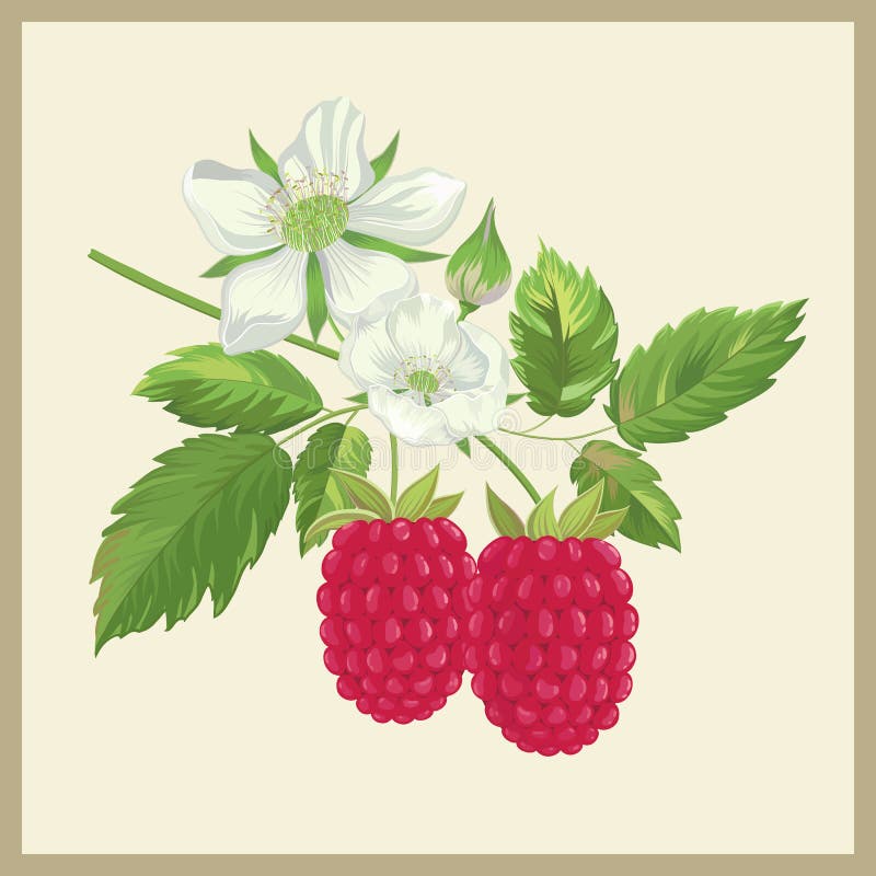 Vector Illustration With Raspberry Plant 2 Stock Vector - Illustration ...