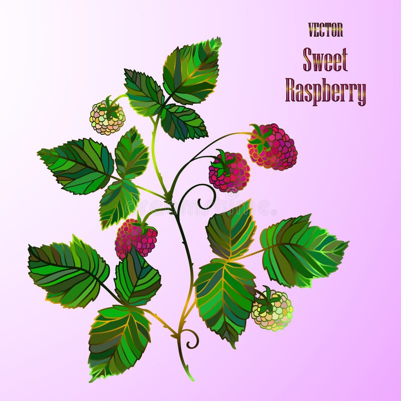 Vector Illustration with a Raspberry Stock Vector - Illustration of ...