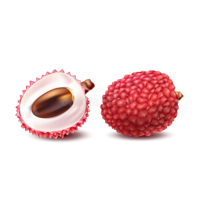 Vector Litchi Stock Illustrations – 1,141 Vector Litchi Stock ...