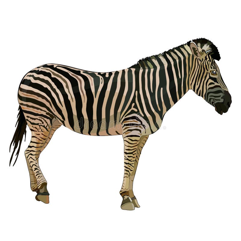 Vector Illustration of Realistic Zebra Stock Vector - Illustration of ...