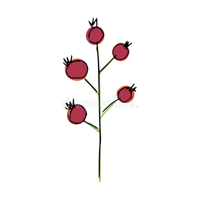 Vector Illustration of Red Berries on Branch Stock Vector ...