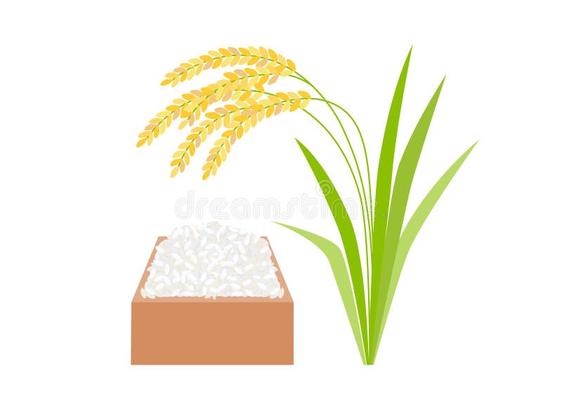 Vector Illustration of Rice Grains and Ears of Rice. Simple and Flat ...