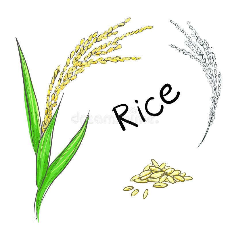 Vector Illustration of Rice Plant and Grain Stock Vector - Illustration ...