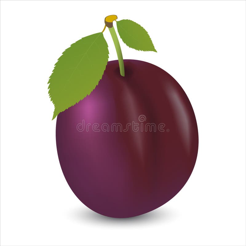 Vector Illustration of Ripe Plum with Green Leaves on a White ...