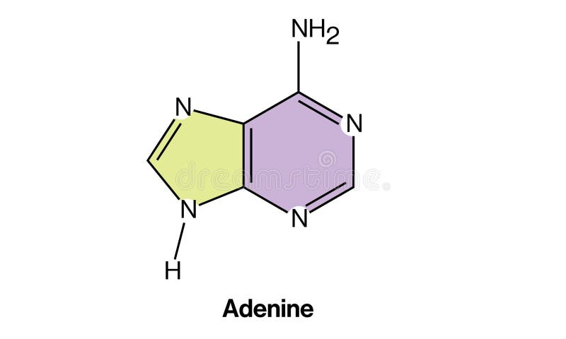 Vector Illustration of RNA Structure with Bases, High-Resolution ...