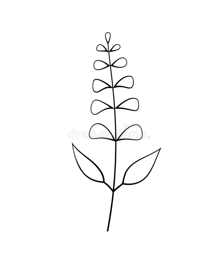 Sage Flower Vector Isolated on White Background, Hand Drawn Ink Doodle ...