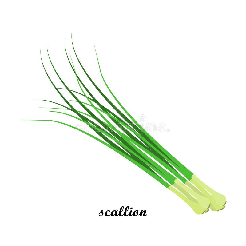 Vector Illustration of Scallion with Title Text Isolated on White ...