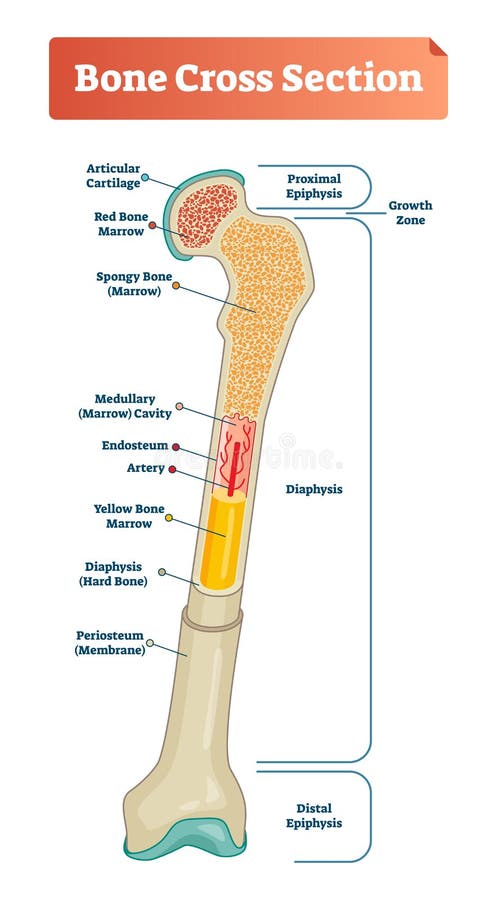Bone Cross Section Labeled Bone Cross Section Labeled