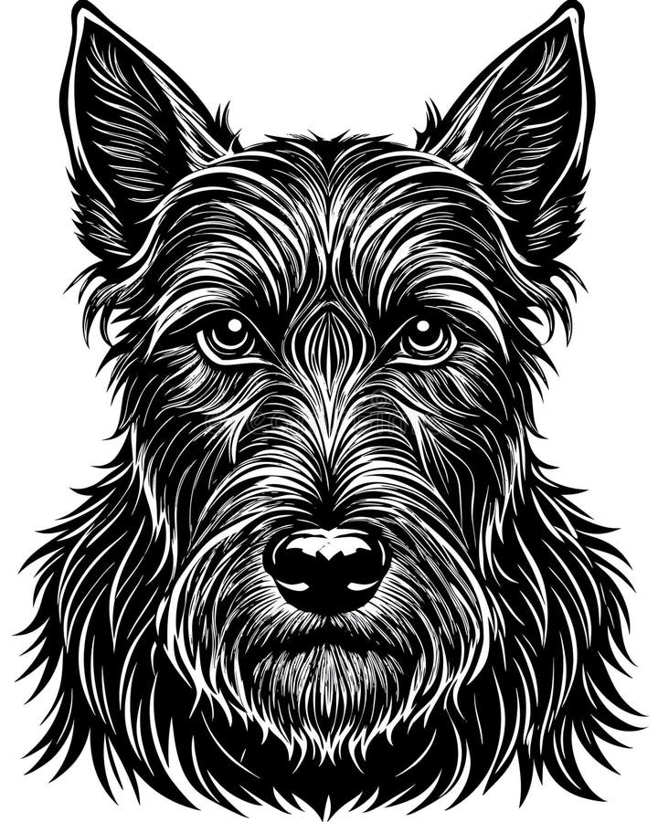 Vector Illustration Close Up of a Scottish Terrier Dog, Front View. AI ...