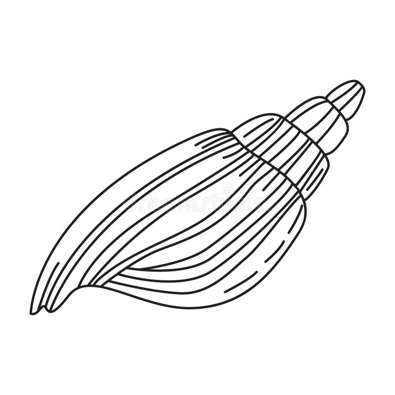 Vector Illustration of a Sea Shell. Contour Drawing of a Shell Stock ...