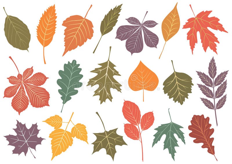 Vector Illustration Set Of 19 Autumn Leaves Stock Vector