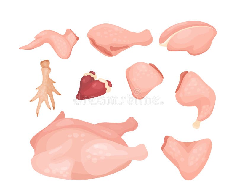 Vector Illustration Set of Different Types Chicken Meat. Different ...