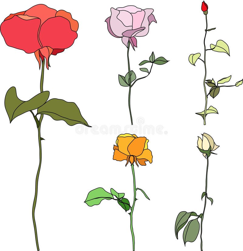 Vector Illustration Set Multicolored Roses Stock Vector - Illustration ...